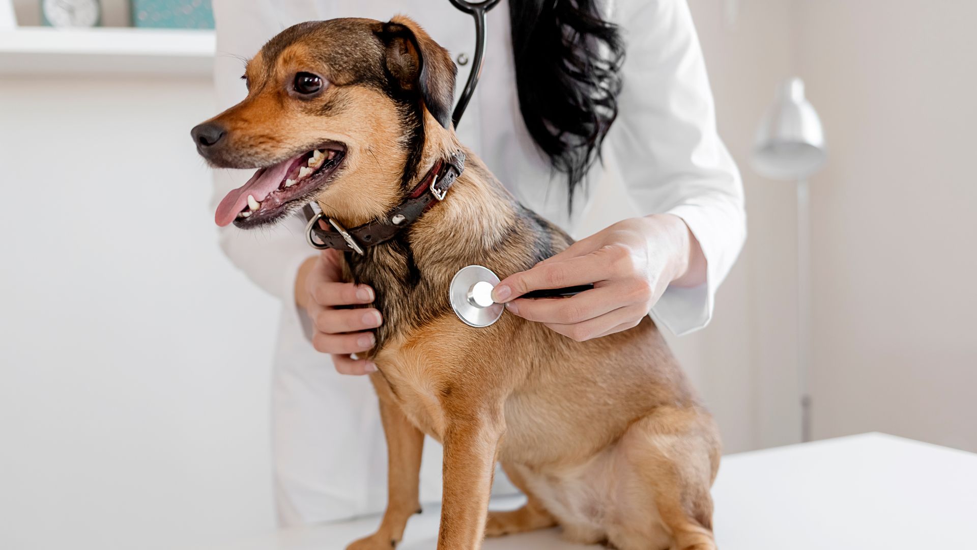 Pet After Care Options In Normal, IL 61761 | SmartVet