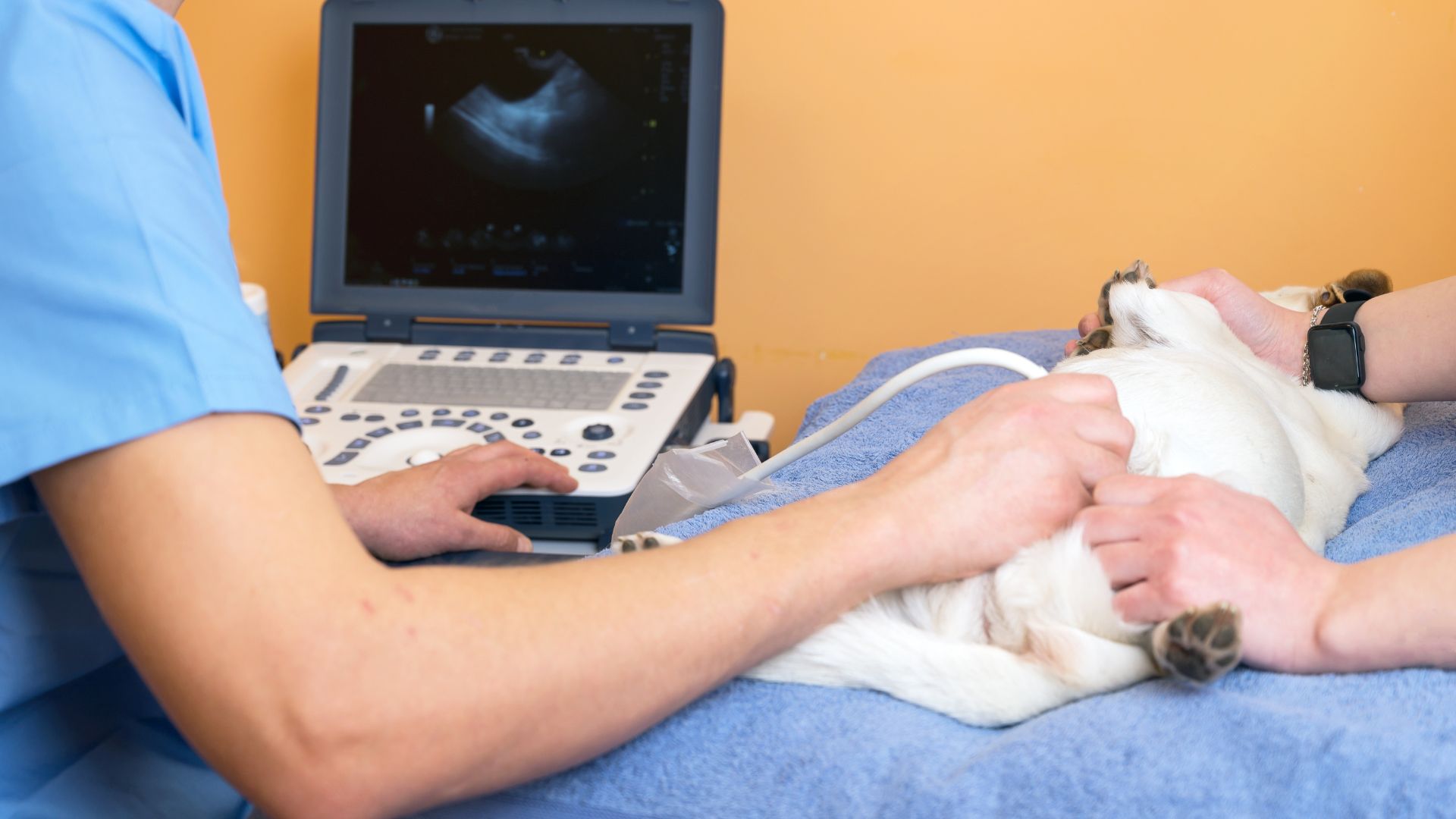 Pet Ultrasound In Normal, IL 61761 | SmartVet