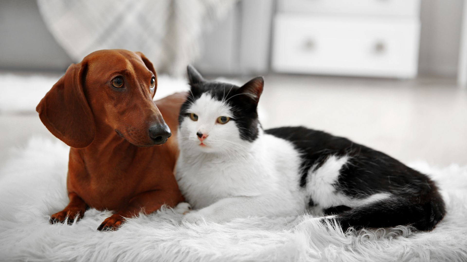 Veterinarian Reviews In Normal, IL| SmartVet