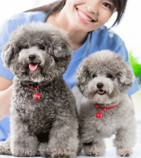 About SmartVet | Vet In Normal, IL 61761