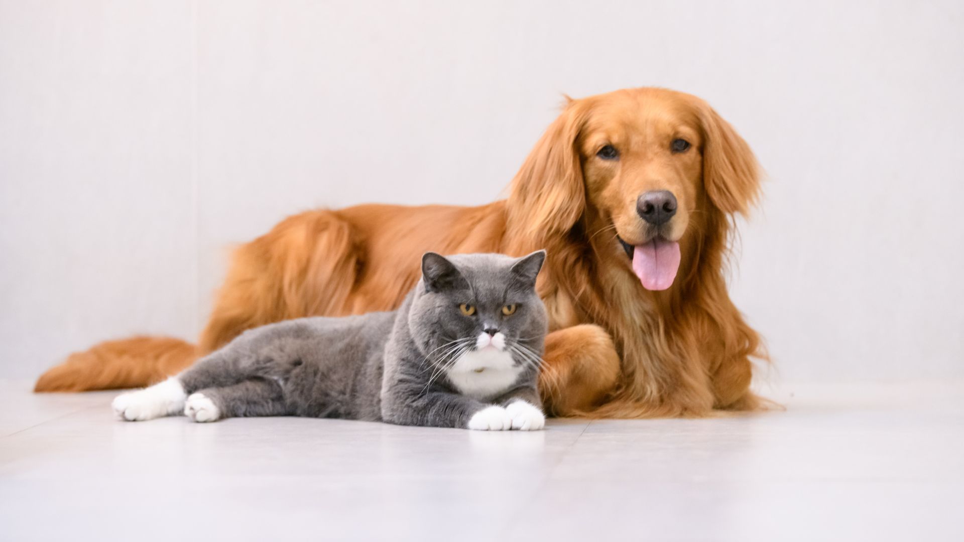 Veterinarian In Normal, IL 61761 | SmartVet