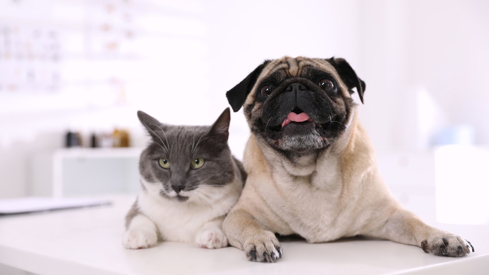 SmartVet Gallery | Vet Clinic In Normal, IL 61761