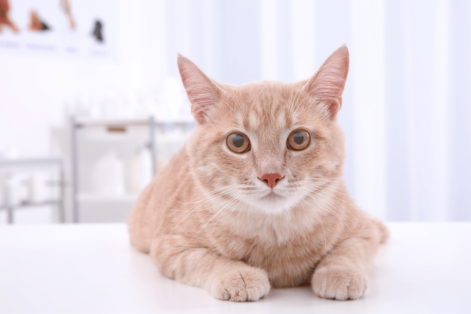 Veterinary Appointment In Normal, IL 61761 | SmartVet