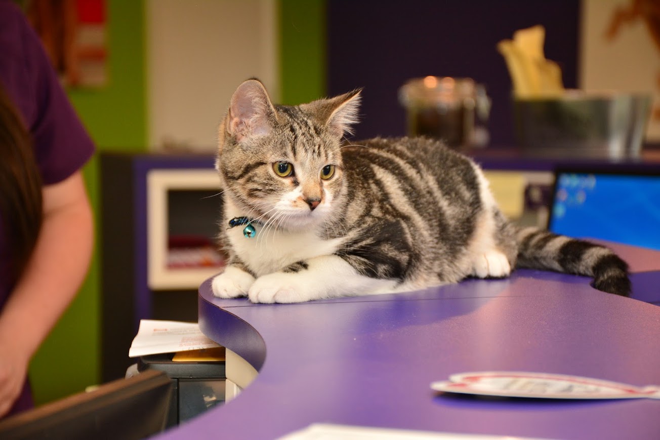 About SmartVet | Vet In Normal, IL 61761