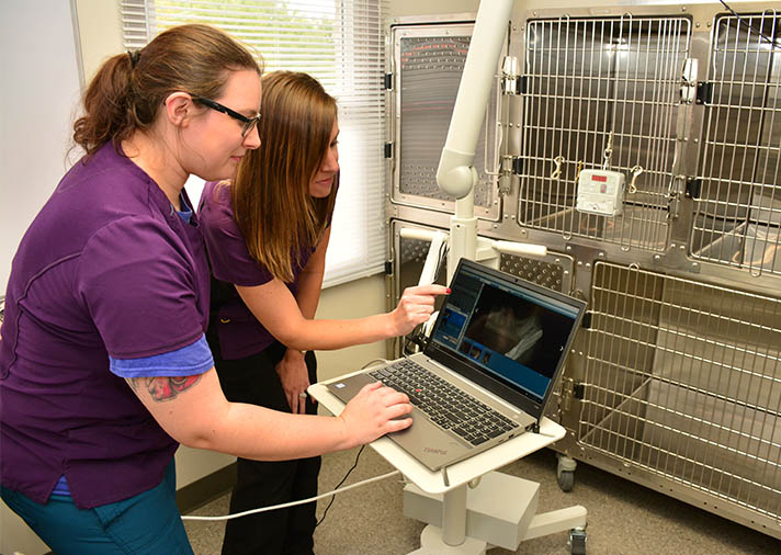 Pet Dentistry In Normal, IL 61761 | SmartVet