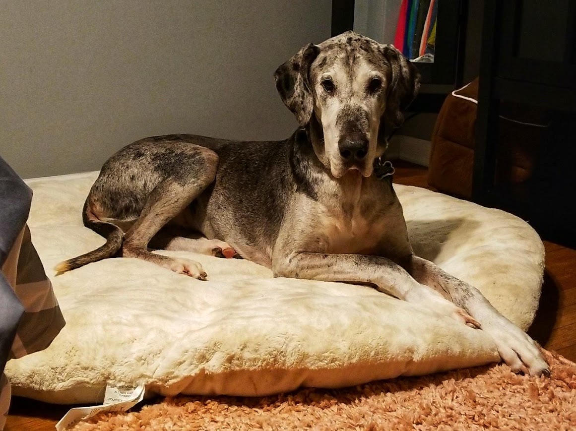 Pet Quality Of Life Scale In Normal, IL | SmartVet